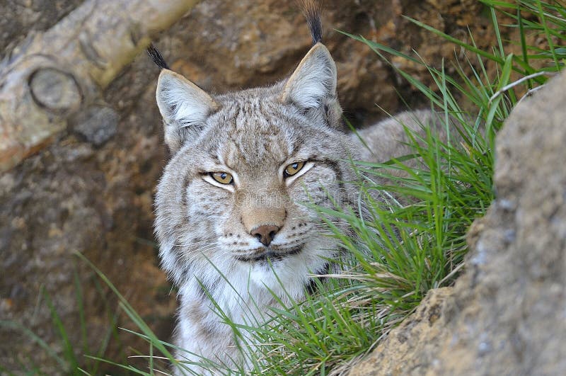 Lince con gatitos foto de archivo. Imagen de gatito, lince - 43520442