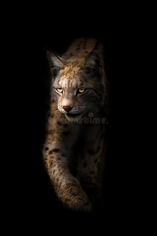 Lince en fondo negro foto de archivo. Imagen de primer - 74952774