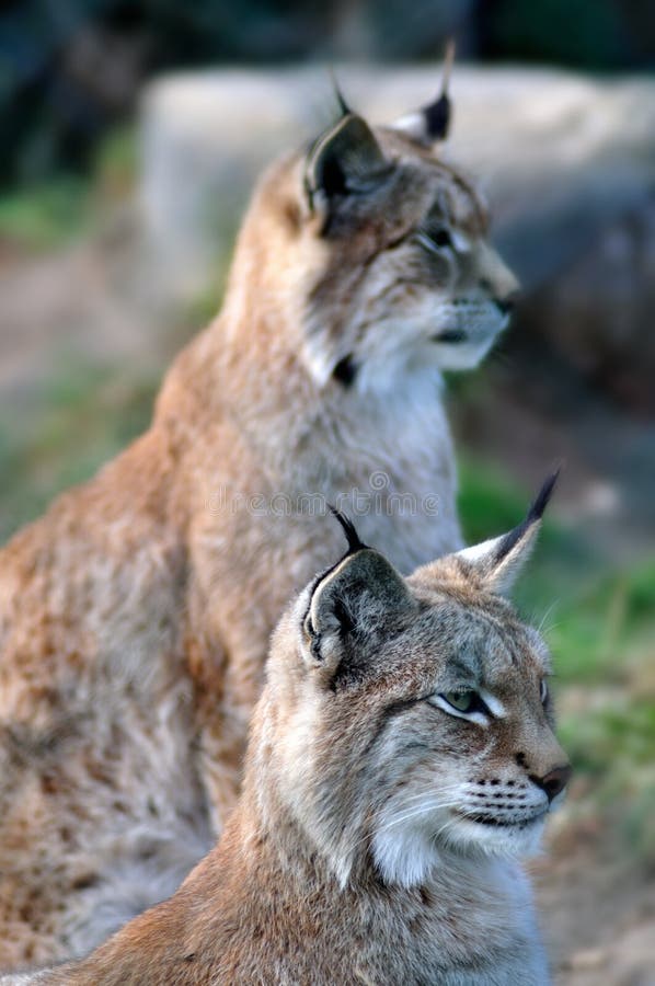 Lince en la caza imagen de archivo. Imagen de primer - 12154603