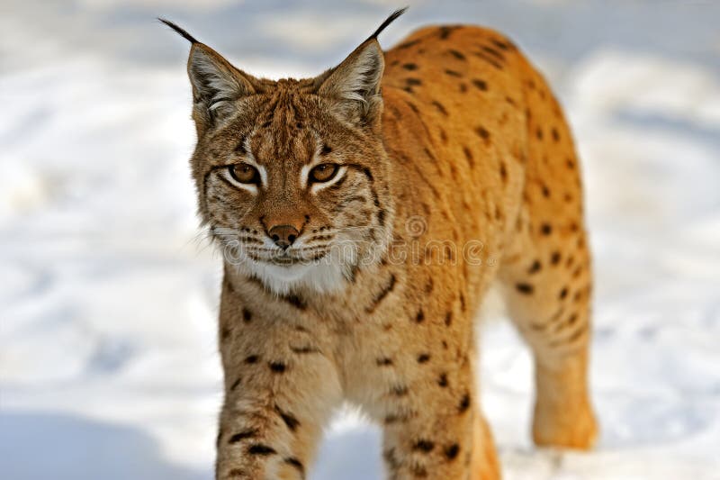 Lince en su imagen de archivo. Imagen de peligroso, nieve - 36336827