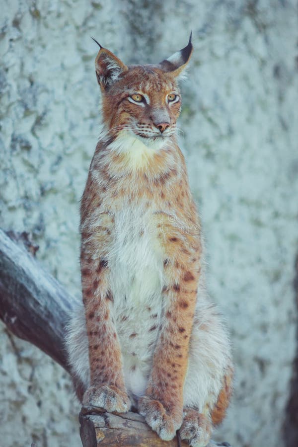 imágenes comunes del Lince Blanco - los derechos de la transferencia ...
