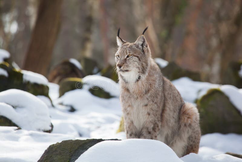 Lince na neve foto de stock. Imagem de grande, felino - 35232422