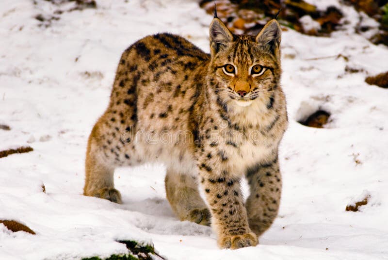 Lince na neve foto de stock. Imagem de passeio, wildlife - 4149150