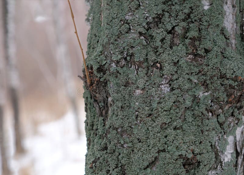 Linchen Background Stock Photos - Free & Royalty-Free Stock Photos from ...