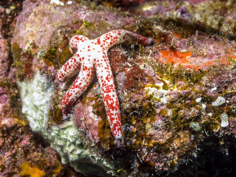 Linckia Multifora Starfish De Color En El Fondo Arenoso En Aguas Poco ...