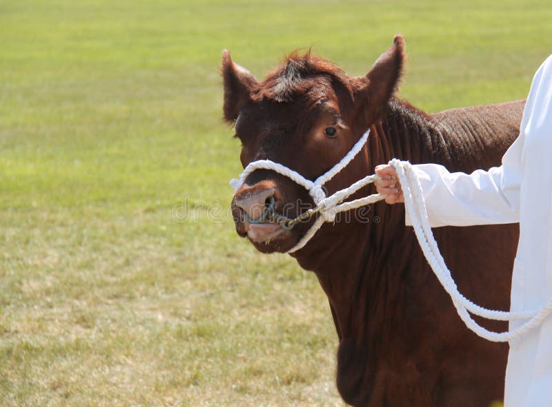 Lincoln Red Bull Animal. stock photo. Image of beef - 293085636
