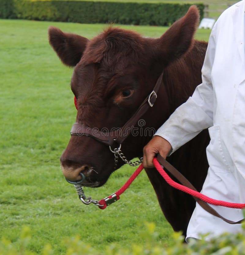 Bull Animal and Pigeons on Road in Rain. Stock Photo - Image of musical ...