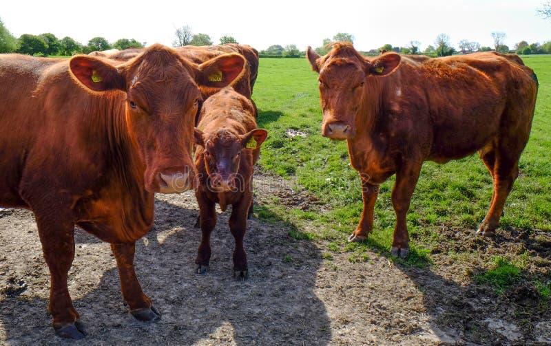 Lincoln Red cows stock image. Image of inquisitive, herd - 54028619