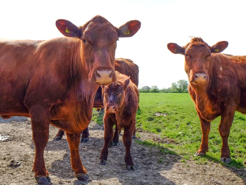 Lincoln Red cows stock photo. Image of lincolnshire, meadow - 54028630