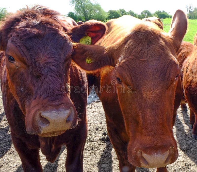 Lincoln Red cows stock image. Image of inquisitive, meadow - 54029175
