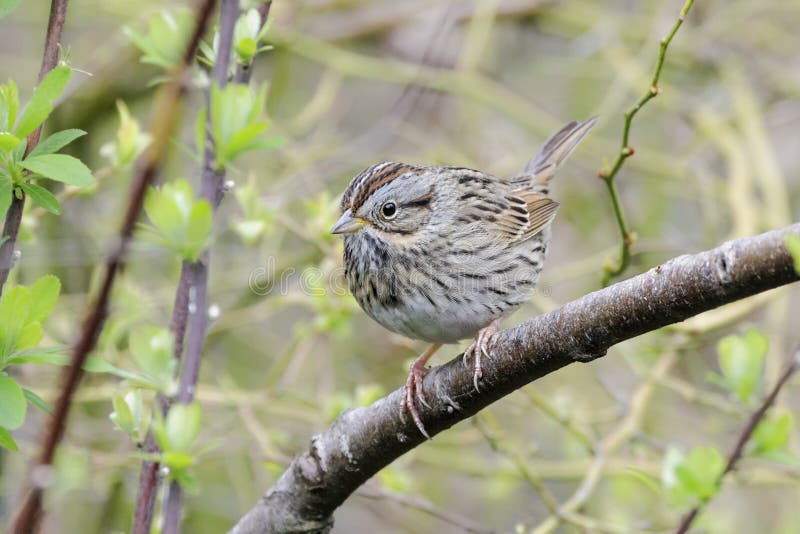 Lincoln s Sparrow bird stock image. Image of columbia - 276160007