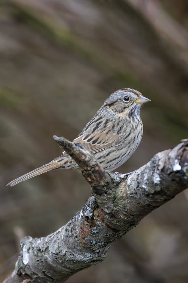 Lincoln s Sparrow bird stock photo. Image of tree, vancouver - 276160016