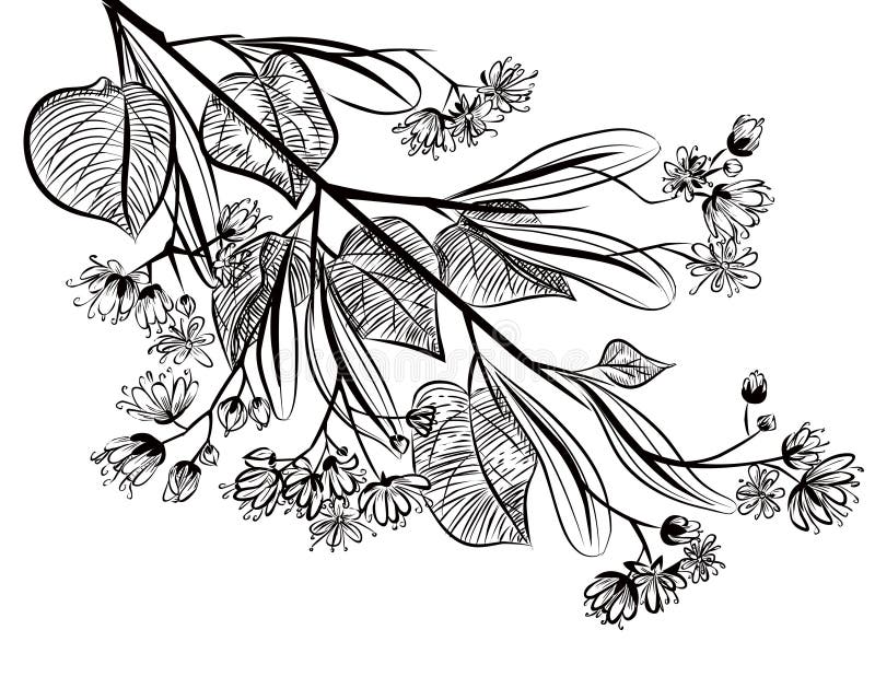 Vektorzeichnung Der Linde (Tilia Cordata) Vektor Abbildung ...