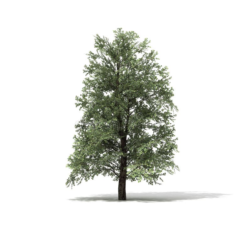 Linde stock illustration. Illustration of rendered, large - 33352107