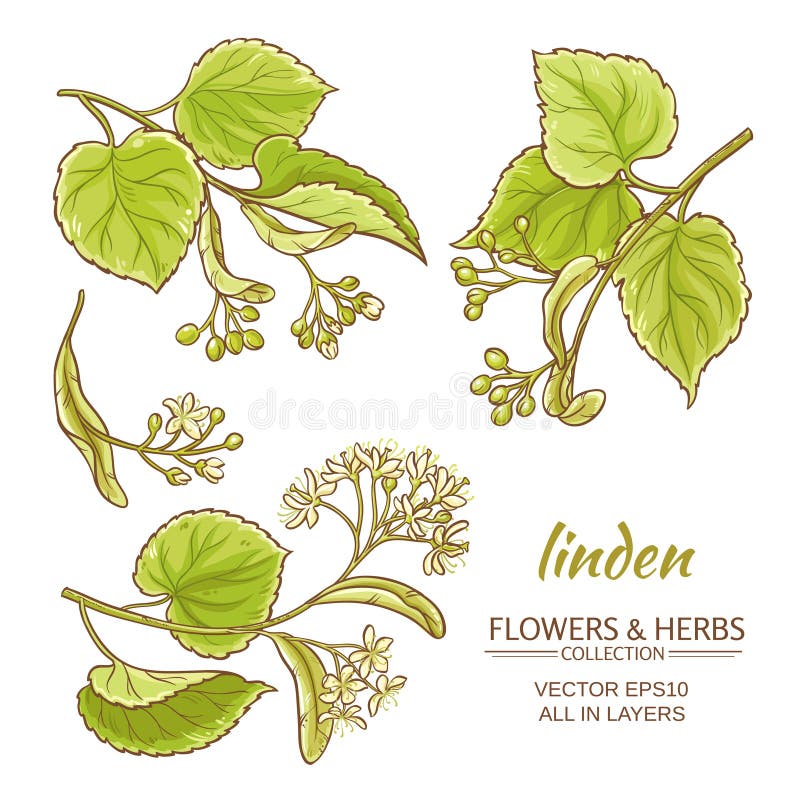 Linde vectorpatroon vector illustratie. Illustration of aroma - 85354031