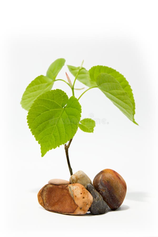 Lindeboom stock afbeelding. Image of macro, linde, gebladerte - 14514117