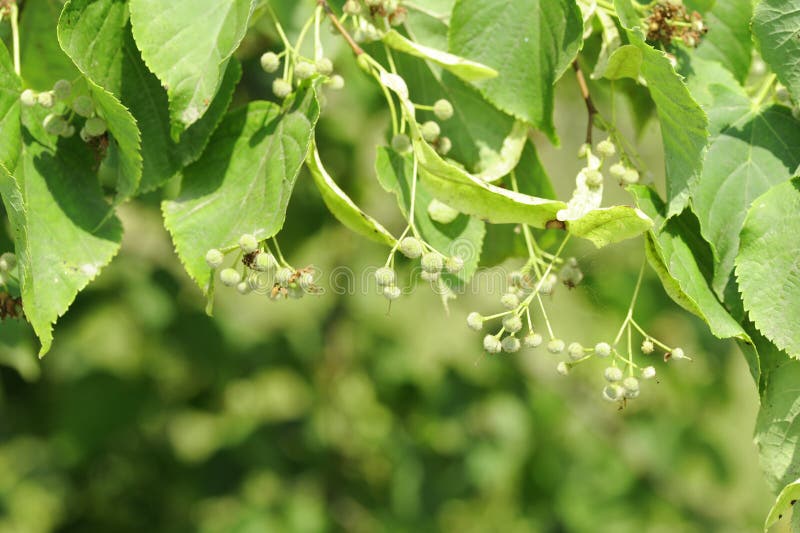 Lindeboom stock afbeelding. Image of plantkunde, harmonie - 16583575