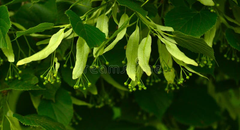 Lindeboom stock afbeelding. Image of lente, groei, geneeskunde - 34305677