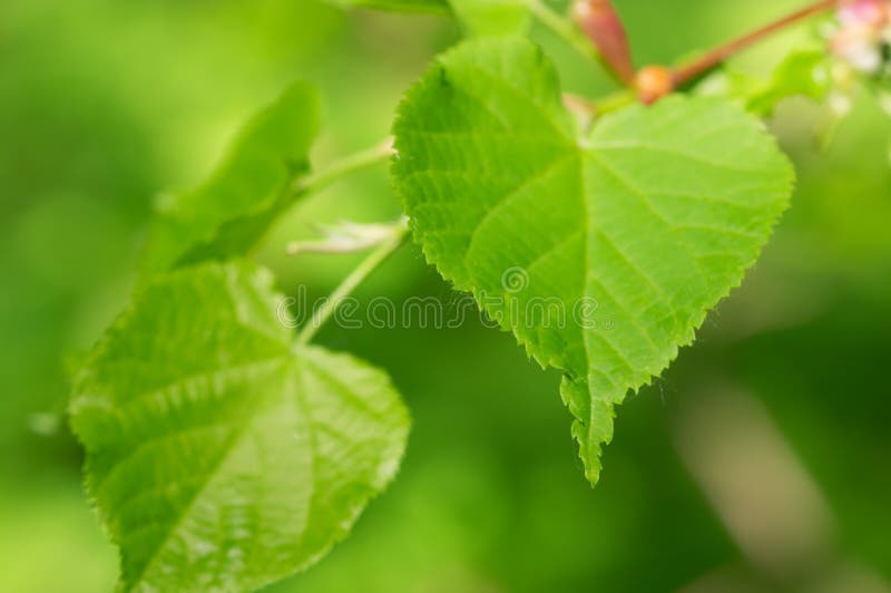 Lindeboom groene bladeren stock afbeelding. Image of basshout - 8903223