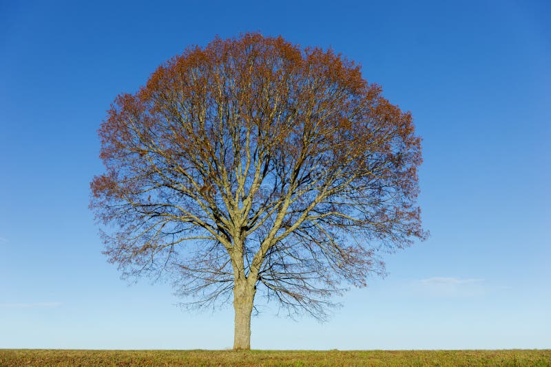 Lindeboom stock foto. Afbeelding bestaande uit vergankelijk - 31968842
