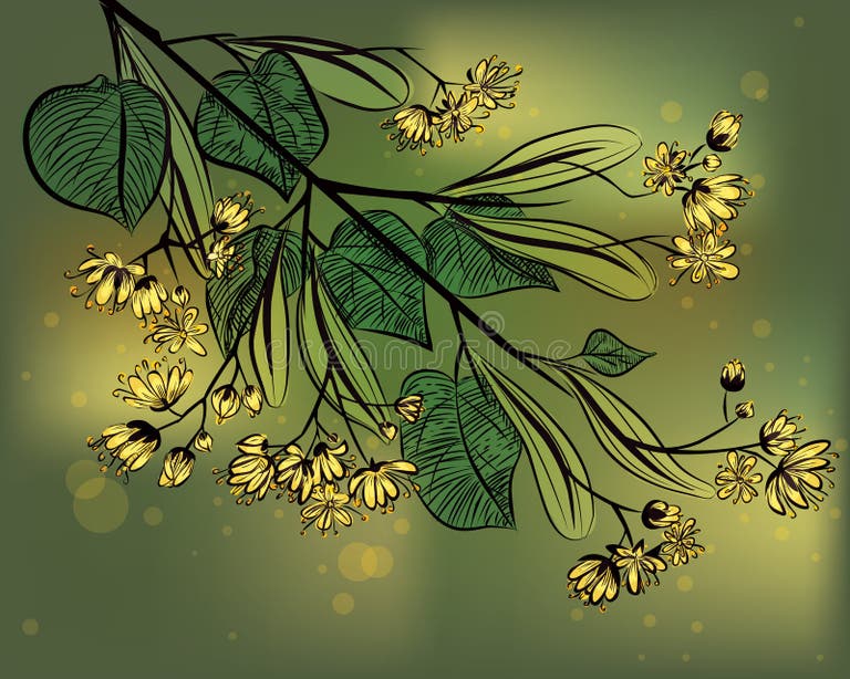 Linden Flower Stock Illustrations – 3,931 Linden Flower Stock ...