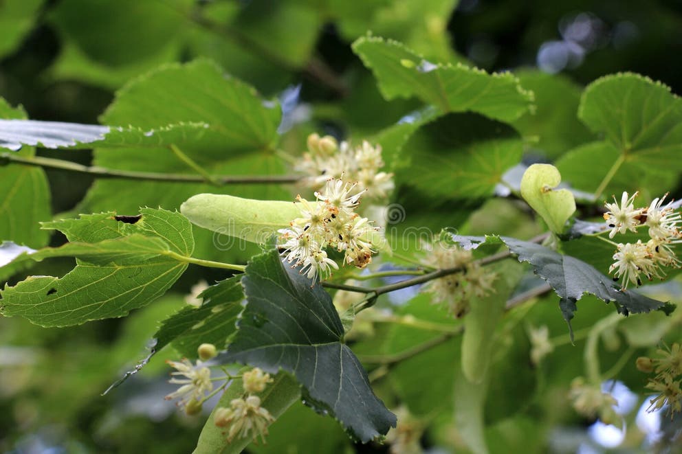 A Linden Blossoms on a Tree Branch Stock Image - Image of pollen ...