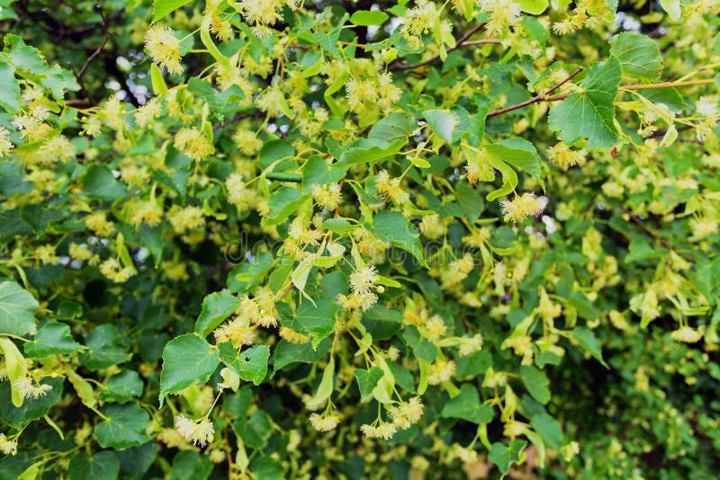 Linden blossoms at tree stock image. Image of focus, beautiful - 74735873