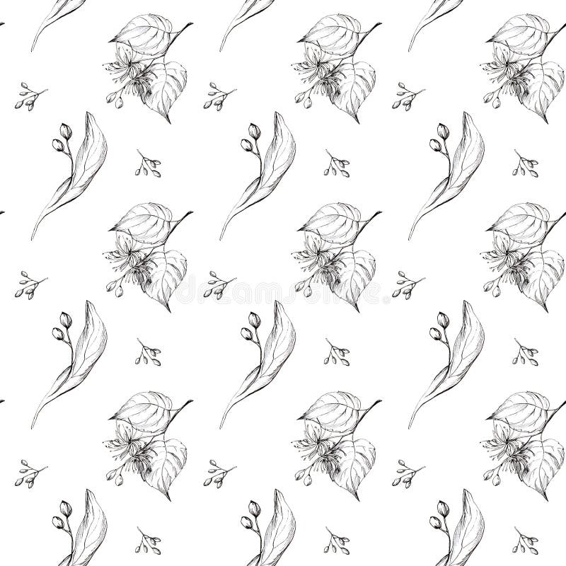 Linden Branch with Flowers. Seamless Pattern Stock Illustration ...