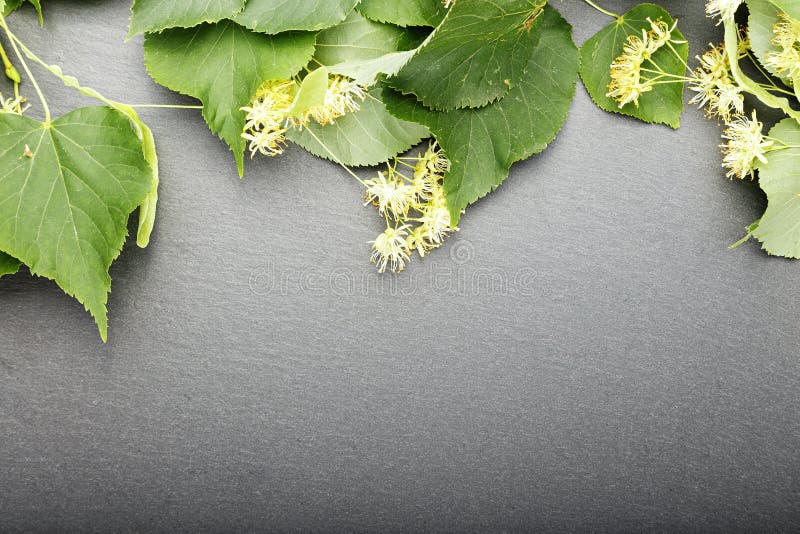 Linden Color Spase for Text Stock Photo - Image of copy, nature: 100520036