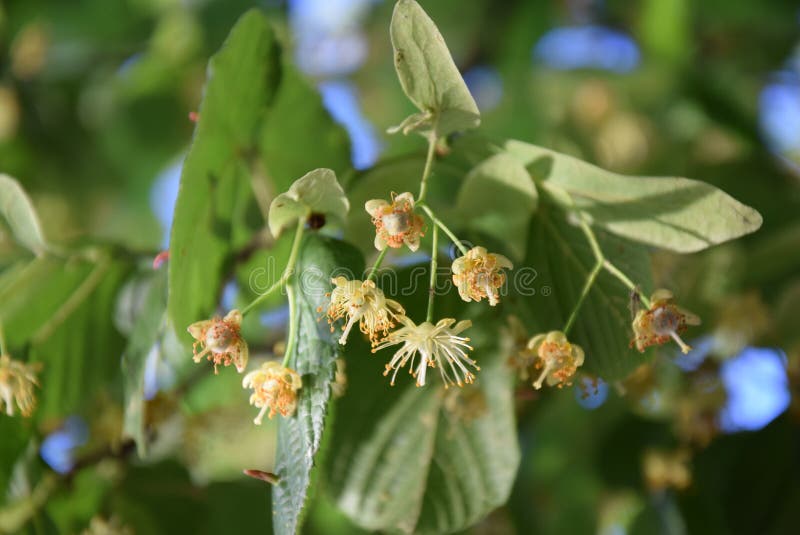 Czechnationalsymbol Stock Photos - Free & Royalty-Free Stock Photos ...