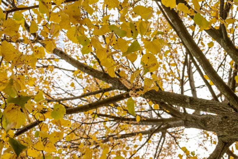 Linden in the Fall. Branches with Leaves of a Tree Stock Image - Image ...