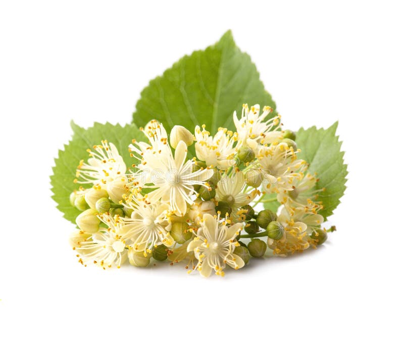 Linden flower with leaves stock photo. Image of natural - 242450620