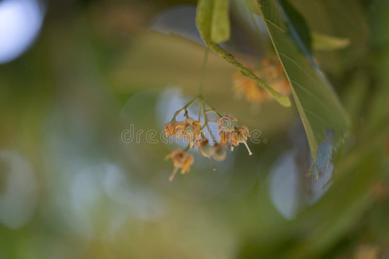 Linden Fruit and Flower on Green Background Stock Image - Image of ...