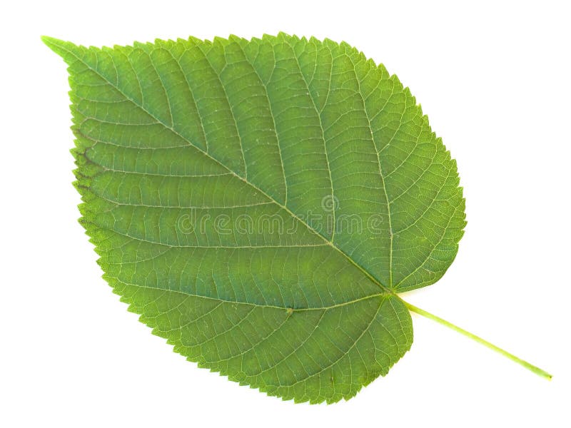 Linden leaf stock photo. Image of plant, nature, botanizing - 5962920