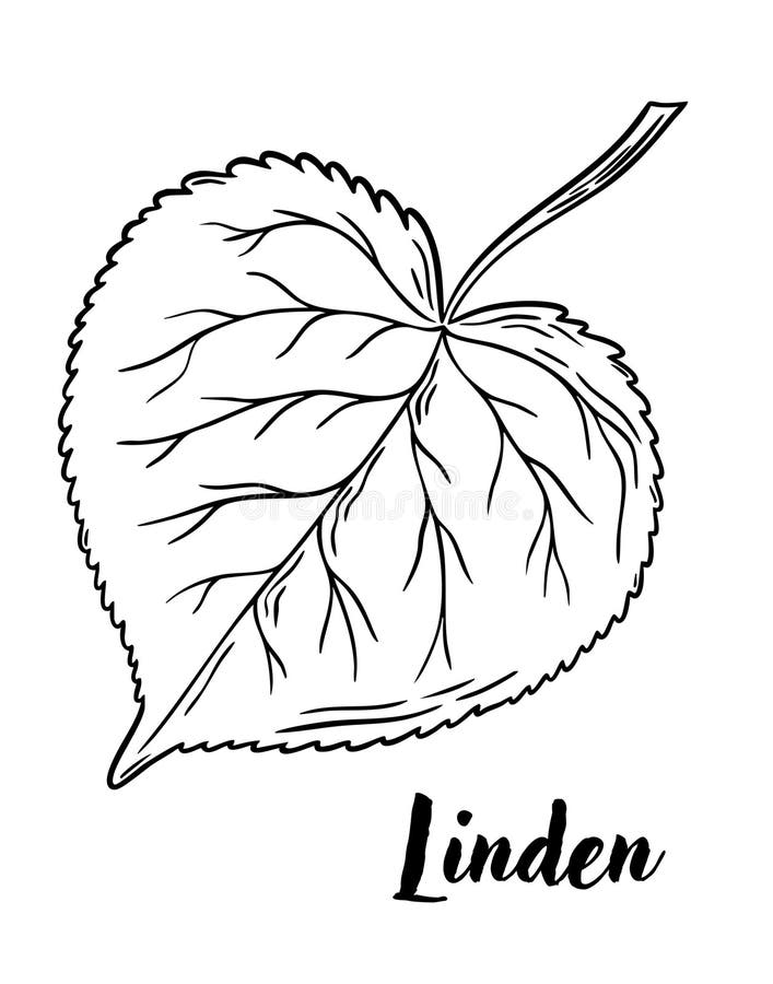 Linden Leaf Line Art Vector Illustration. Leaves, Botanical Engraving ...