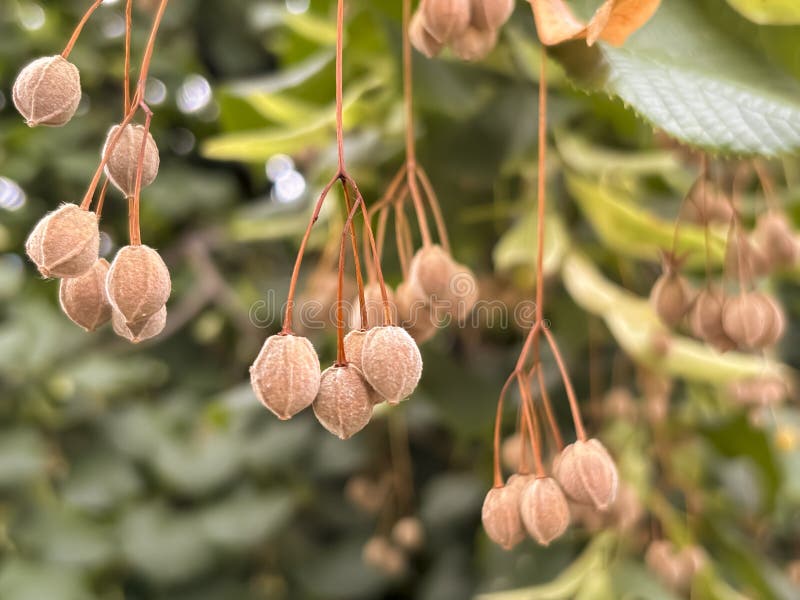 Linden Seeds. Dry Capsules with Seeds on a Linden Tree. Stock Image ...
