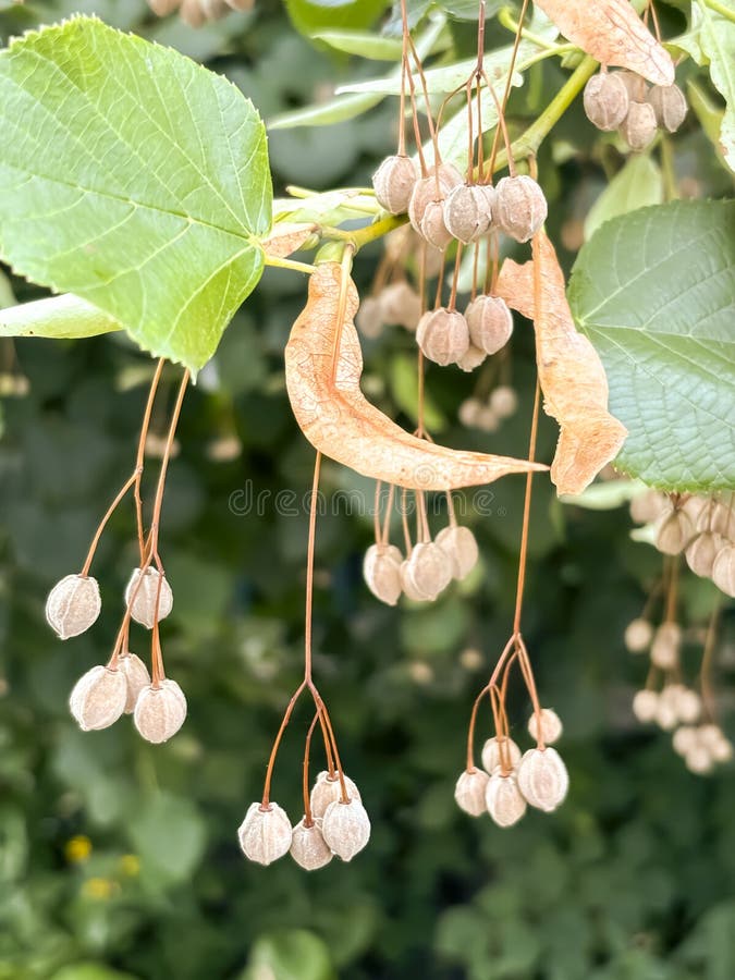 Linden Seeds. Dry Capsules with Seeds on a Linden Tree. Stock Image ...