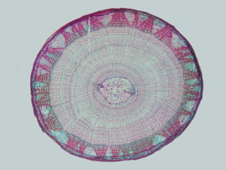 Linden stem microscopic stock photo. Image of stem, science - 6491290