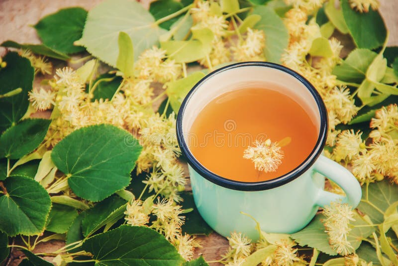 Linden tea and flowers. stock photo. Image of fresh - 119411630
