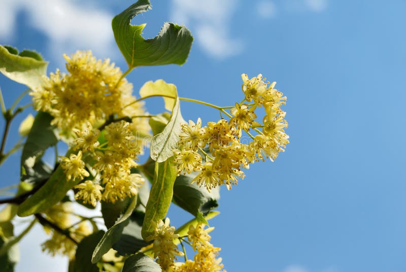 Linden tree stock image. Image of outdoors, blossom, flower - 16758841