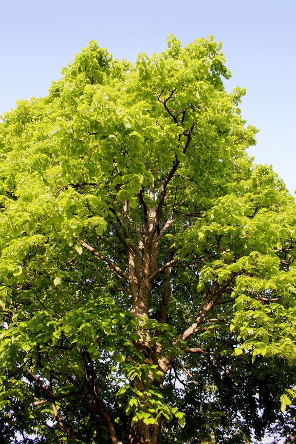 Linden Tree stock image. Image of canopy, tall, lumber - 850453
