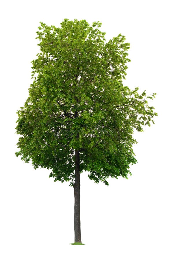 Single Green Linden Tree Isolated on White Stock Photo - Image of ...