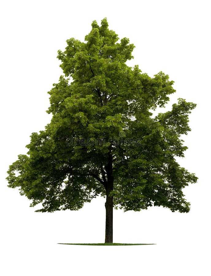 Isolated Linden tree stock image. Image of close, white - 9433115