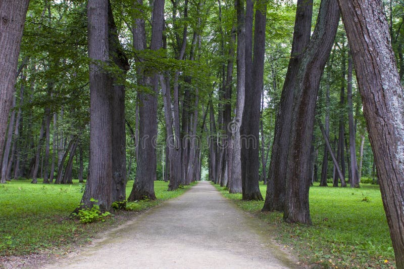 Linden-tree alley stock photo. Image of shadow, path - 27943320