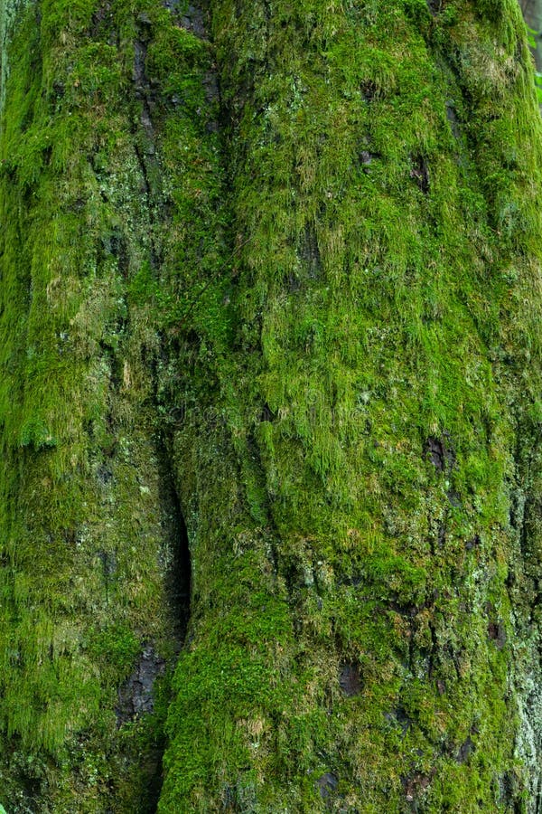 Linden Tree Bark Moss Covered Stock Image - Image of bark, mossy: 20154915