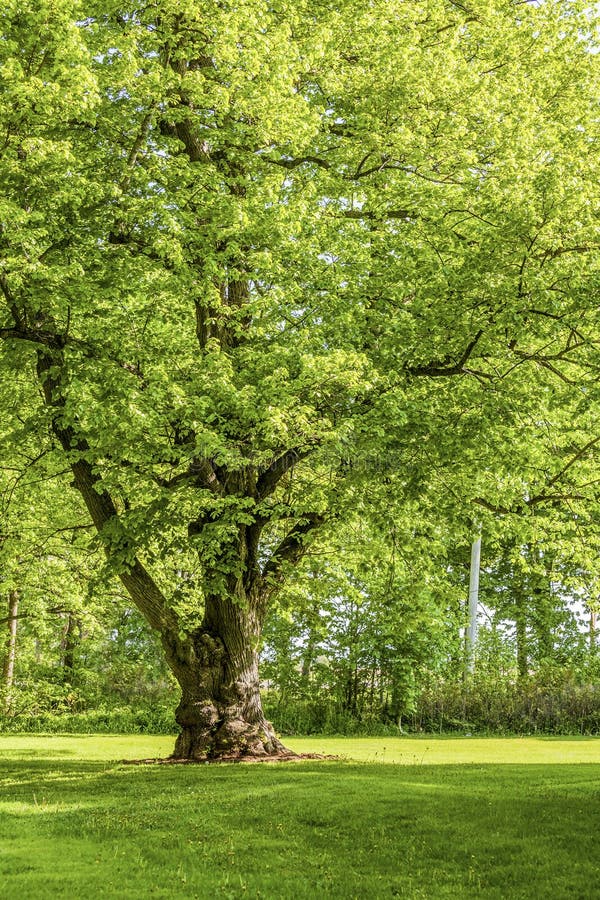 Linden Tree stock photo. Image of lone, season, single - 35115448