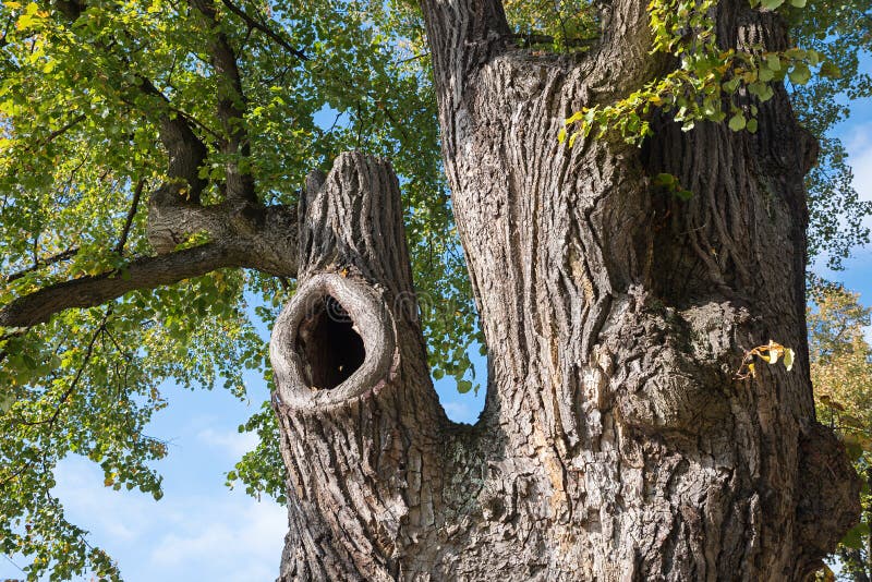 616 Knothole Tree Stock Photos - Free & Royalty-Free Stock Photos from ...