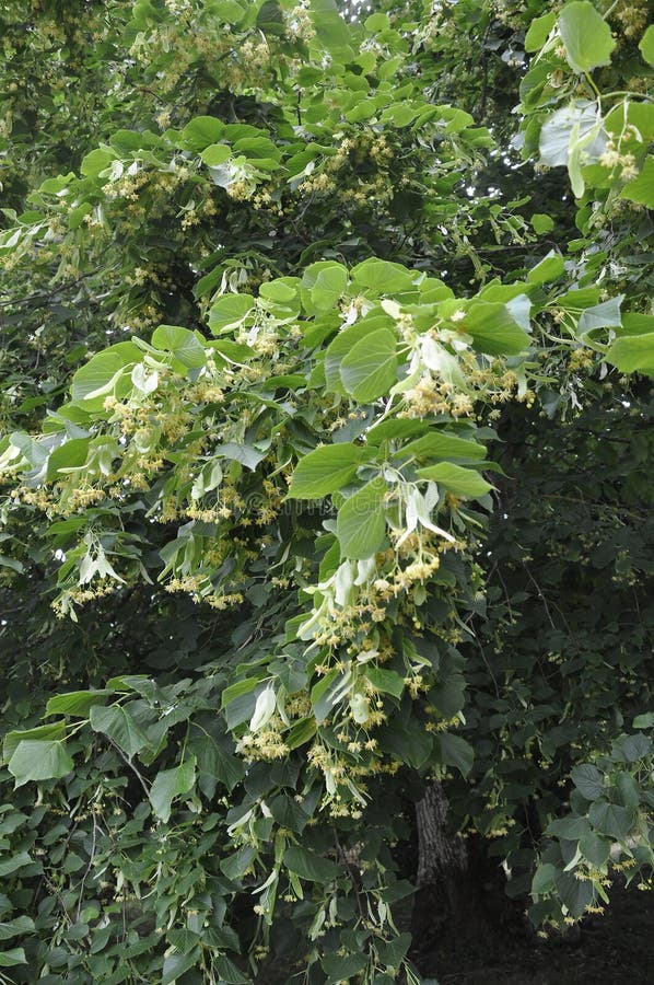 Linden tree in bloom stock image. Image of natural, garden - 337346077