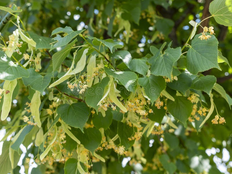 Linden Tree in Bloom, Against a Green Leave Stock Image - Image of ...