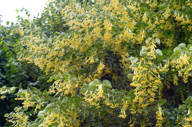 Linden Tree in Bloom and a Green Leaves Stock Image - Image of blossom ...